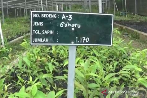 Brin Develops Artificial Agarwood Cultivation Technique Using Microbes Antara News
