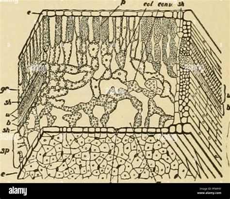 This Illustration Provides A Cross Section Of An Ivy Leaf Showing The Upper Epidermis Palisade