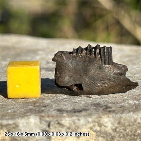 Rabbit Jaw Fossil With Teeth Sylvilagus Floridanus Pleistocene Era Genuine Specimen Cert