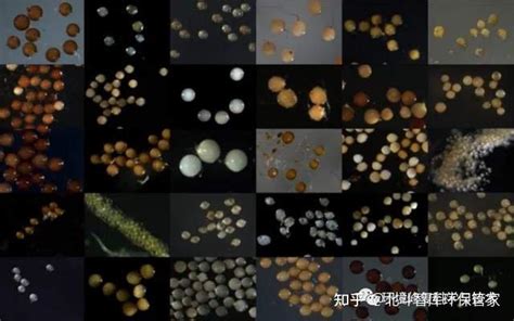 微生物在土壤重金属修复中的应用 知乎
