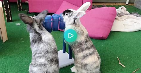 New Toy Album On Imgur