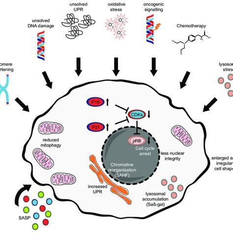 Rnai Transgenic Mouse Models A Schematic Representation Of The