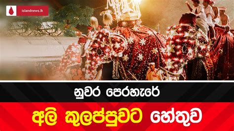 නුවර පෙරහැරේ අලි කුලප්පුවට හේතුව Youtube
