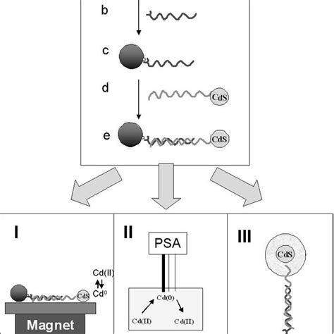 Schematic Representation Of The Analytical Protocol The Streptavidin Download Scientific