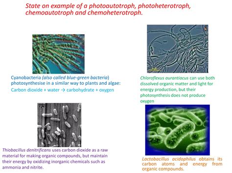 Metabolism Of Microbes Circus Pptx