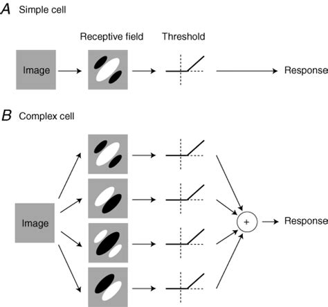 What Simple And Complex Cells Compute Carandini 2006 The Journal