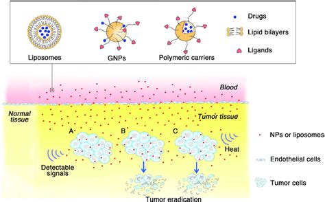 How Different Kinds Of Nps Applied In Urological Cancer Diagnosis And