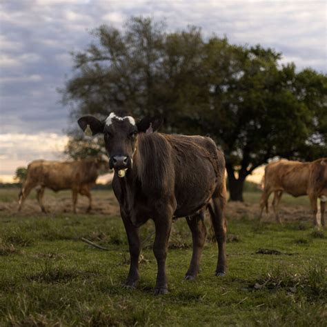 Devillier V Texas Institute For Justice