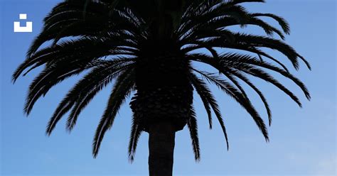 야자수가 푸른 하늘을 배경으로 실루엣을 이루고 있습니다 사진 Unsplash의 무료 스탠포드 대학교 이미지