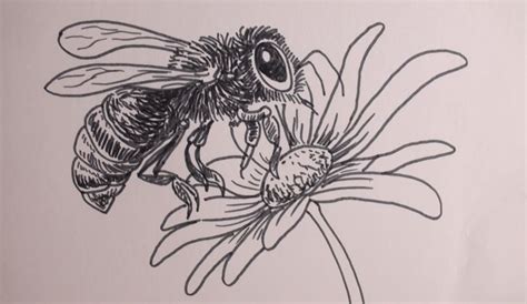How To Draw A Bee 10 Easy Drawing Projects
