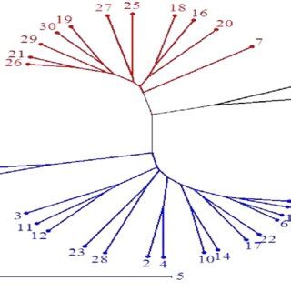 Cluster Analysis Based On Phenotypic Traits With UPGMA Method And Download Scientific Diagram