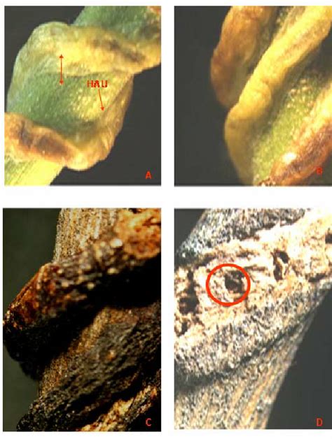 Vegetative And Reproductive Phases Of Parasitic Cuscuta Gigantea Griff Download Scientific