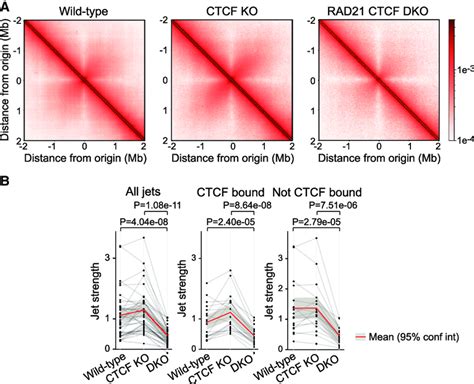 Jets Are Cohesin Dependent A Mean Hi C Contacts For N 38 Jets In