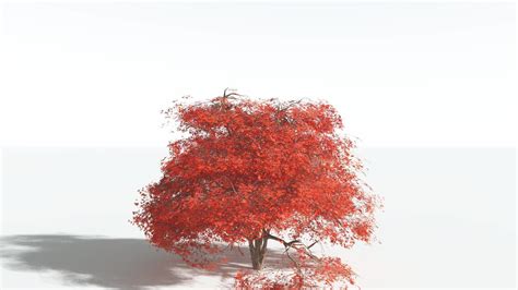 Everyplant Japanese Maple 2 18 Models 3d Model Cgtrader