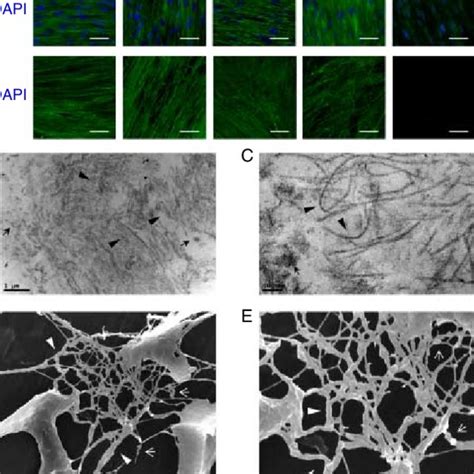 Characterization Of Decellularized Extracellular Matrix Ecm A Download Scientific Diagram