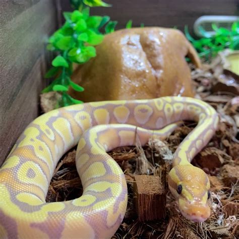 Banana Ball Python Artofit