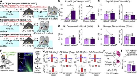 Hippocampal Amygdala Memory Circuits Govern Experience Dependent Observational Fear Neuron