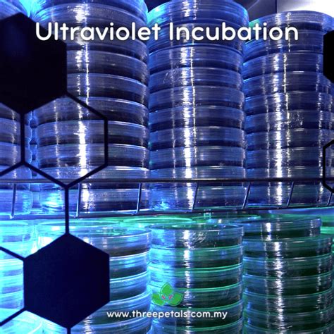 Fire Coral Podostroma Trichoderma Cornu Damae Live Mycelium Mushroom Culture Spawn Seed