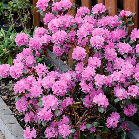 Pjm Elite Rhododendron Shrubs For Sale
