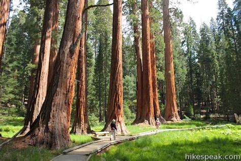 Big Trees Trail Sequoia
