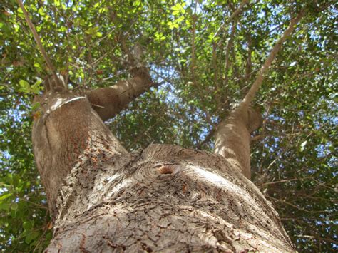 Tree Perspective Free Stock Photo Public Domain Pictures