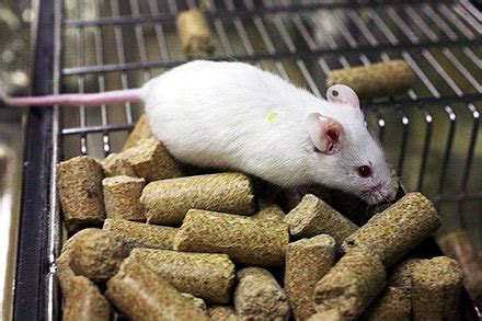 Rodentia — Wikipédia
