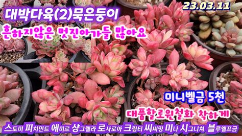 대박다육2흔치않은묵둥이스토미피치민트에미르샹그렐라로사로아미나시그니쳐살루줄리아나핑크cr레드베리cr크림티