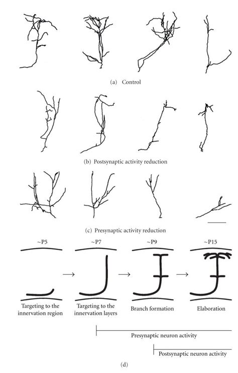 Effects Of Postsynaptic And Presynaptic Activity Reduction On Callosal