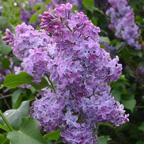 Wildflieder / Gemeiner Flieder - Syringa vulgaris - Pflanzenschleuder