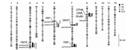 Chromosomal Locations Of The Heading Date Qtls Detected In The