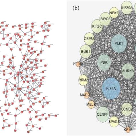 A Ppi Network Involve 369 Nodes And 1617 Edges Analysis By Cytoscape Download Scientific