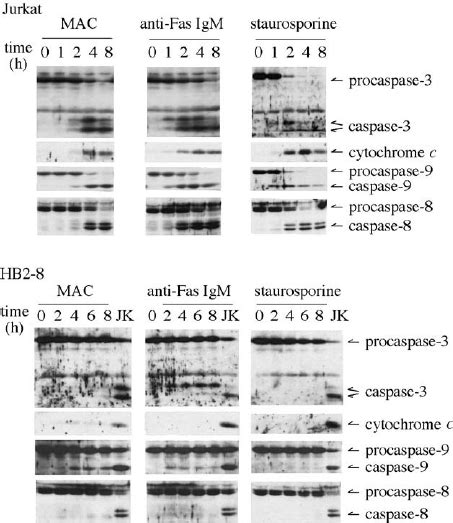 Caspase Activation And Cytochrome C Release During Apoptotic Processes Download Scientific