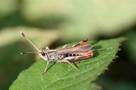 Grasshopper Insect Leaf Free Photo On Pixabay Pixabay