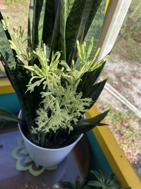Snake Plant Blooming Rplants