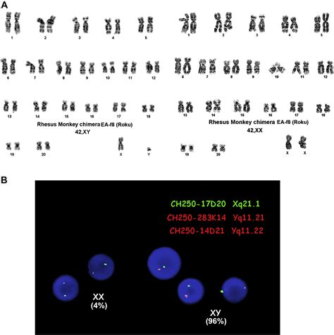 Generation Of Chimeric Rhesus Monkeys Cell
