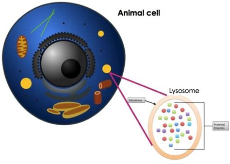 Lysosome — Structure And Function Expii