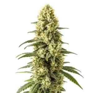 How To Grow Cannabis Godfather Og Blimburn Seeds