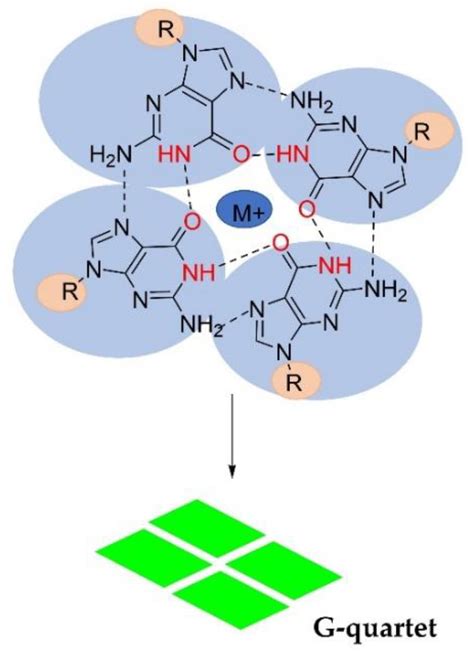 G Quadruplexes Framework Structure Of A G Quartet Consisting Of A Download Scientific Diagram