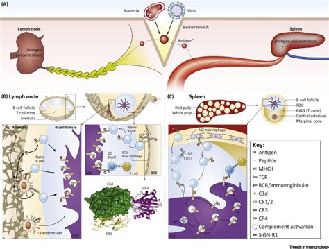 Antigen Presentation To B Cells Trends In Immunology