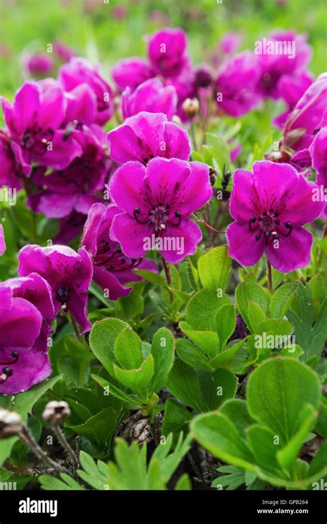 Flora Of Kamchatka Peninsula Beauty Purple Flowers Rhododendron
