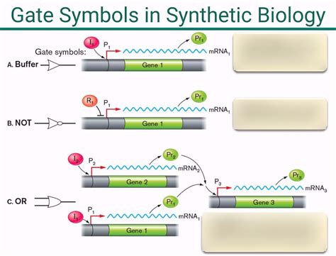 Chapter 12 Gate Symbols Diagram Quizlet