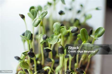 상자에 발아 녹색 해바라기 씨앗의 상단보기 신선하고 생 싹의 성장 건강한 음식 개념 집에서 마이크로 그린 농업 건강한 식생활에 대한 스톡 사진 및 기타 이미지 Istock