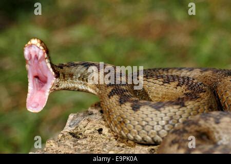 Adder Bite Vipera Berus Showing Comparison Of Hands After Being