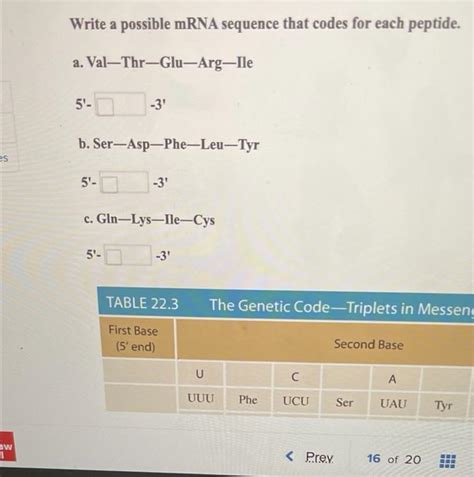 Solved Write A Possible Mrna Sequence That Codes For Each