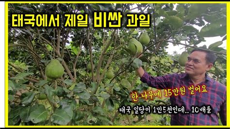 태국에서 제일 비싼 과일 이 과일은 뭘까요 한 나무가 태국 일당의 10배를 번다고 포멜로 Thailand