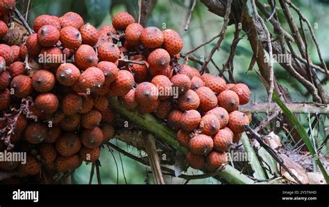 Rattan Fruit Manau Hoe Jernang Buah Ular Littuko On The Tree The