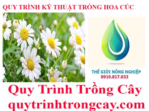 Quy Tr Nh K Thu T Tr Ng C Y Hoa C C Chi Ti T Nh T Quy Tr Nh Tr Ng