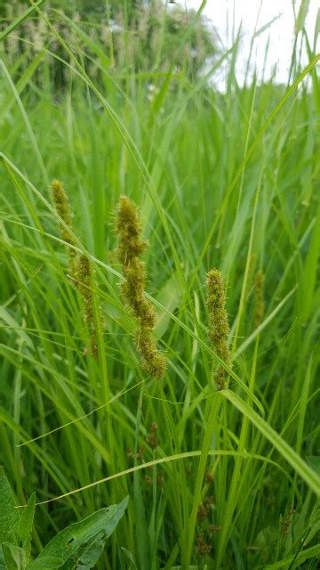 Carex Vulpinoidea Picturethis