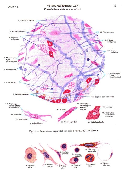 Atlas Di Fiore Tejido Conectivo Laxo Libros De Histologia Histología