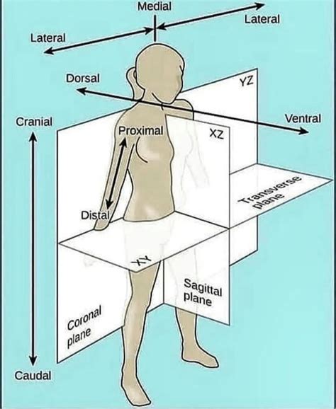 Mundoanatomico On Instagram “planos Y Ejes Del Cuerpo Humano ️